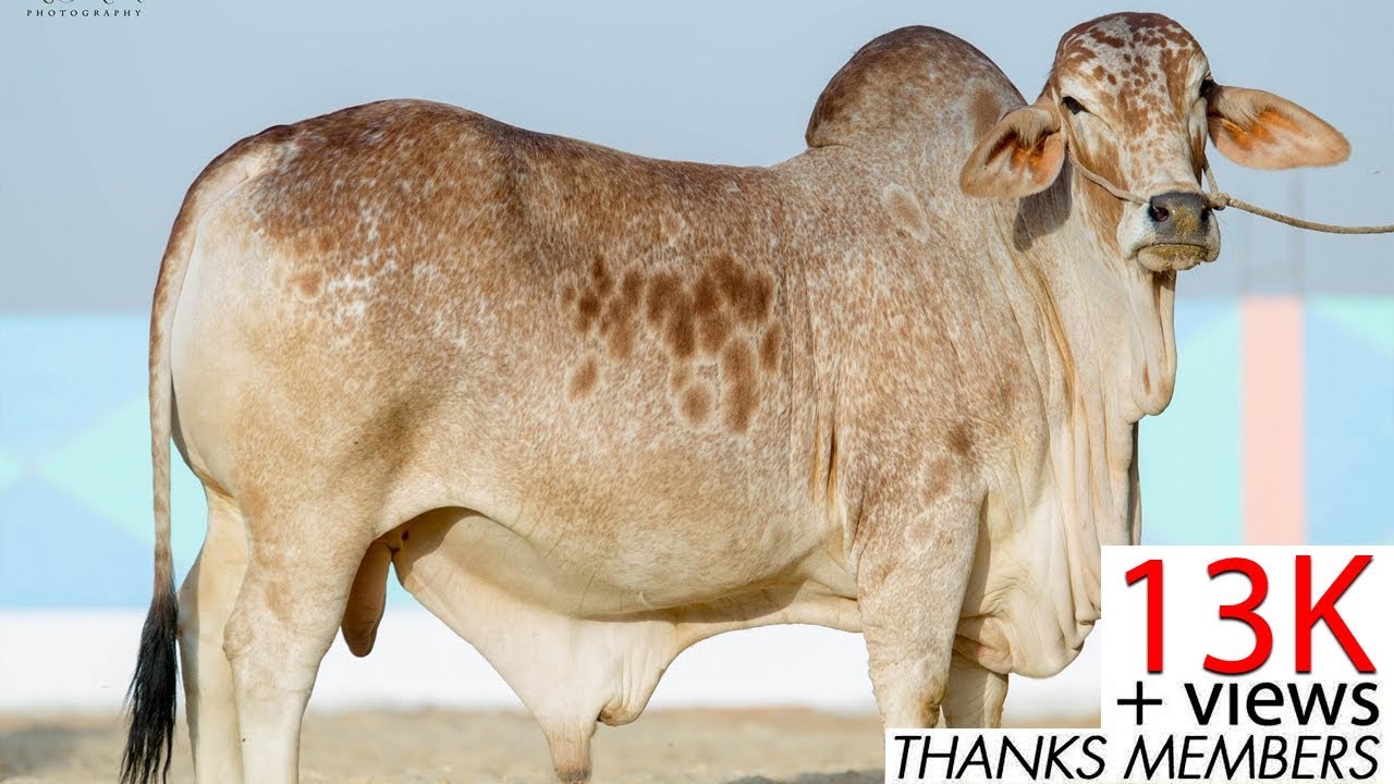 Raja Cholistani I UDF Cattle Farm I Beauty Its Pick I MA SHA ALLAH I ...