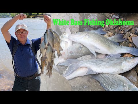 White Bass Fishing In Oklahoma 2021 - Nuv Ntses Dawb Nram Aukashosma