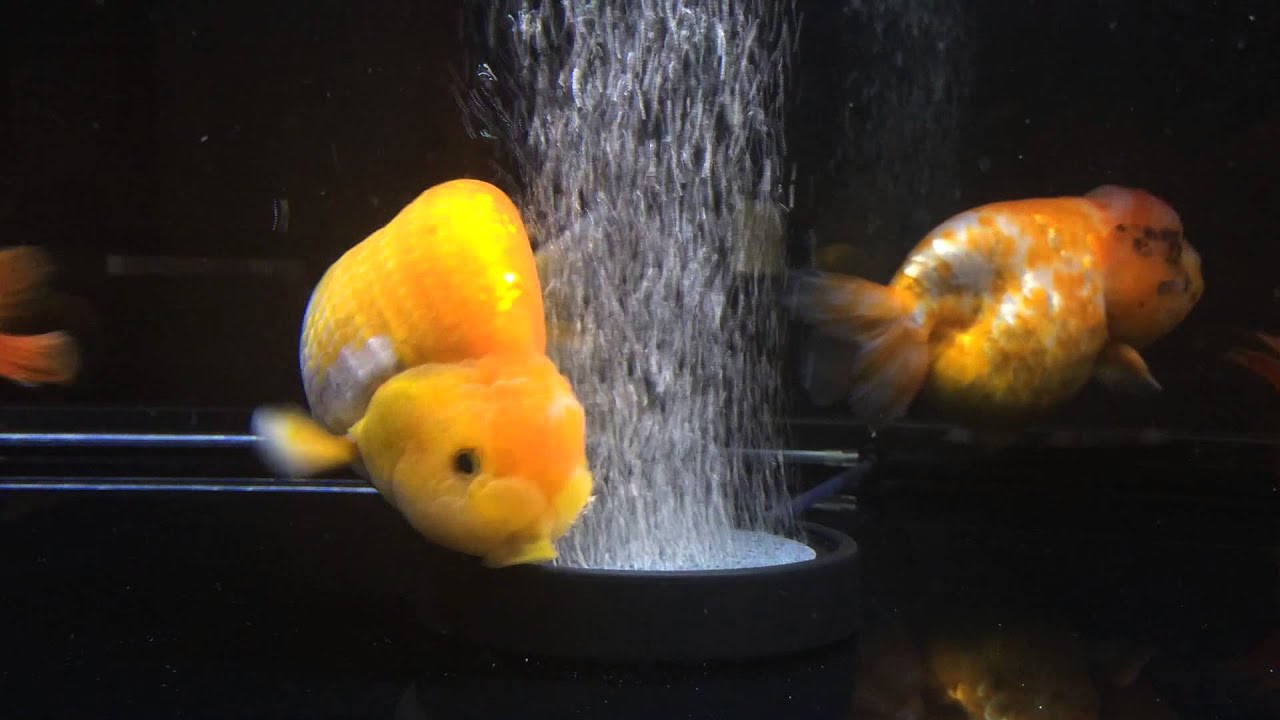 Yellow Ranchu - YouTube