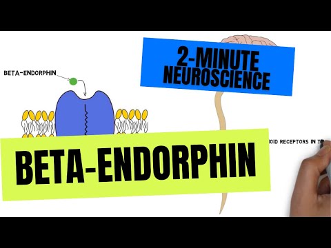 2-Minuten-Neurowissenschaft: Beta-Endorphin