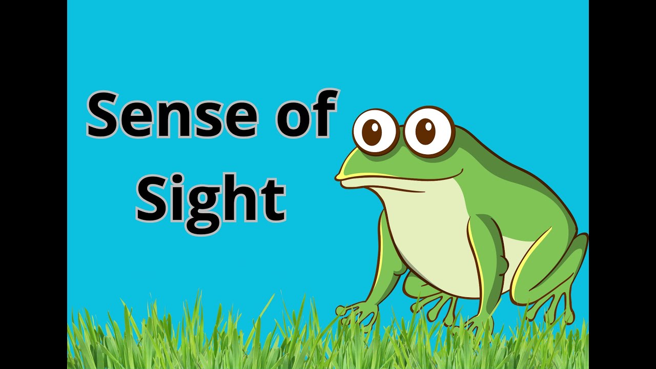 Sense of Sight | Five Senses | Senses for Kids | How we can see ...