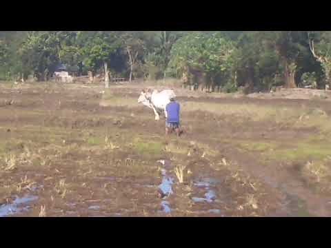 land preparation,pag araro ng baka sa bukid - YouTube