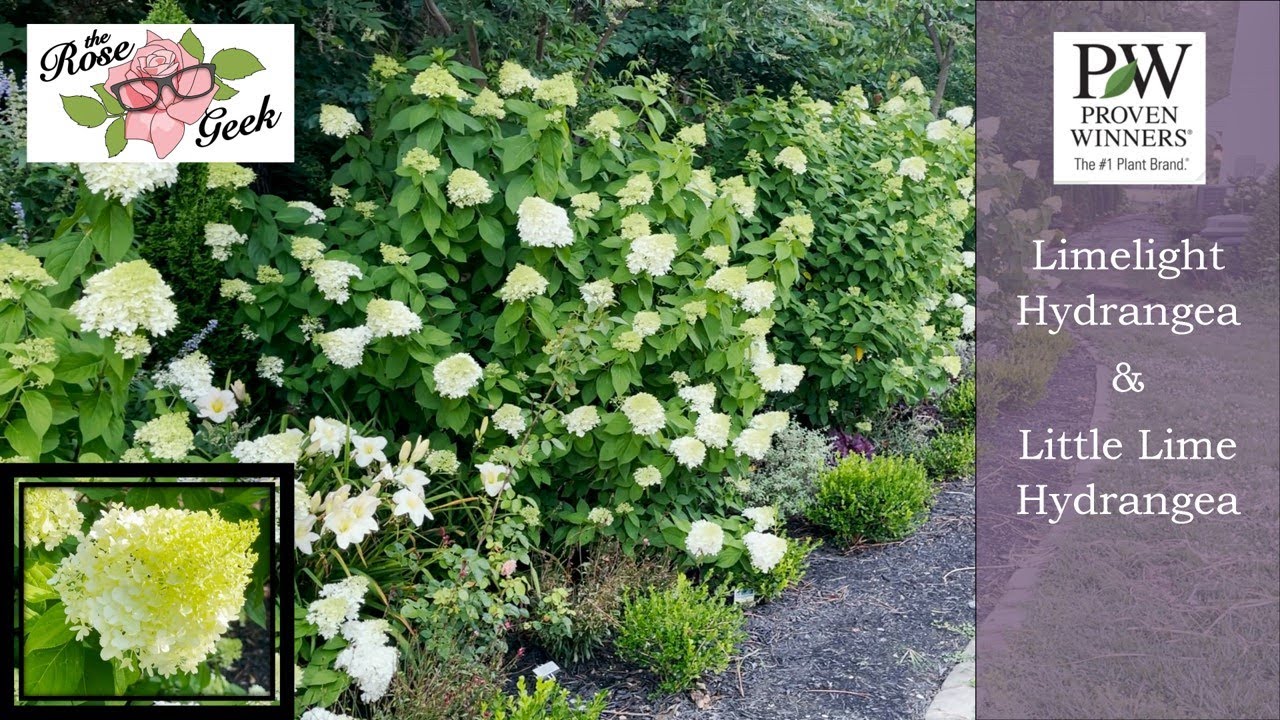 🌹 Limelight and Little Lime Hydrangea - YouTube