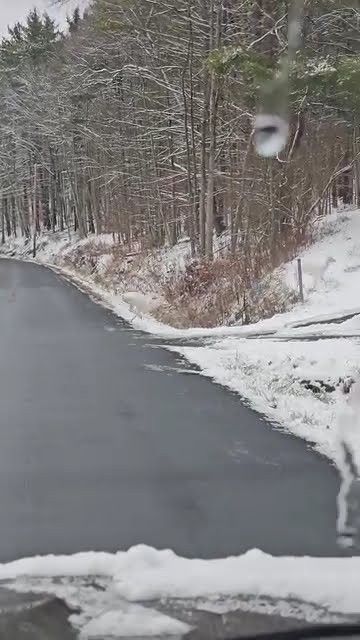 LÉGENDES BICHE BLANCHE QUI TRAVÉRSE LA ROUTE #shrots - YouTube
