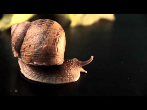 L'hermaphrodite - YouTube