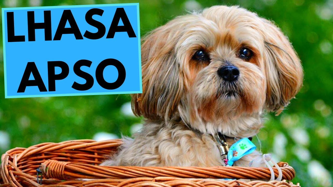 Lhasa Apso Dog Breed - Facts and Information - YouTube