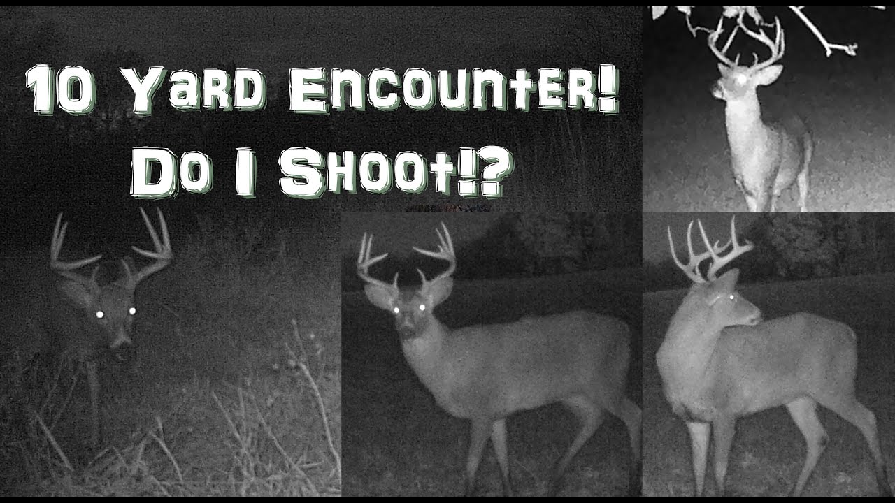 Big 9 Pointer | 2021 Wisconsin DIY Self-Filmed Whitetail Bow Hunting ...