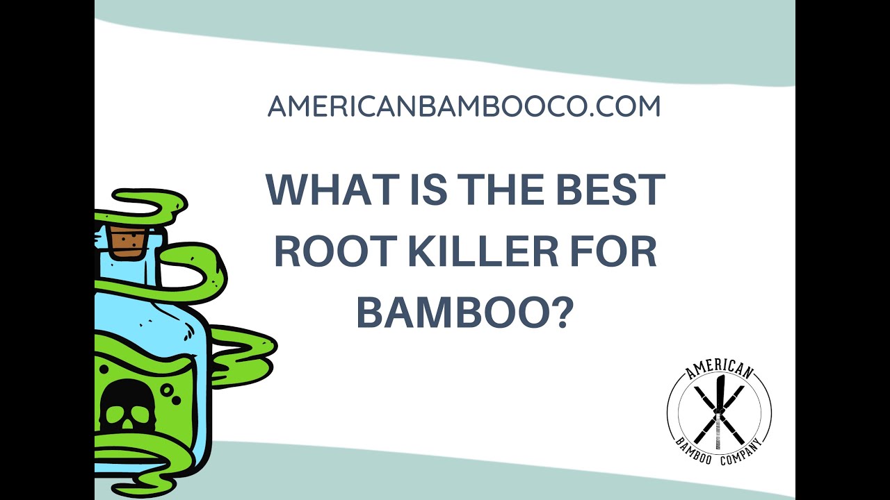What is the best root killer for bamboo? - YouTube