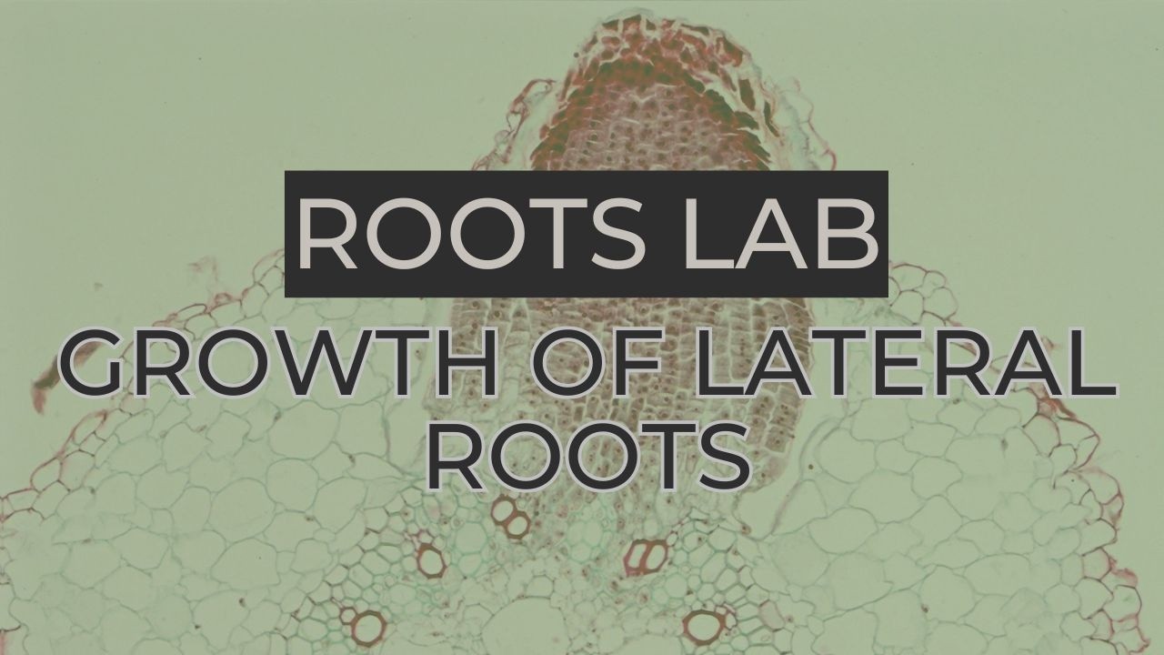 Roots Lab: Growth of Lateral Roots - YouTube