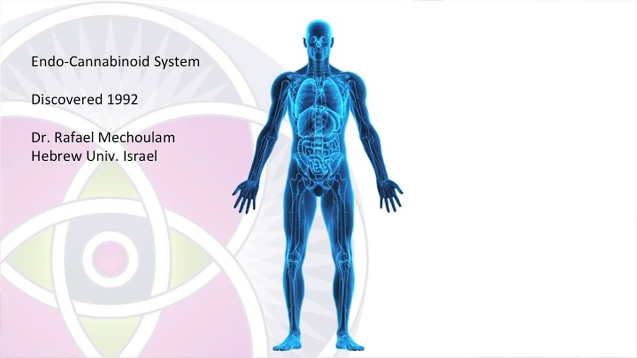 How Does CBD Work - The Science of CBD - YouTube