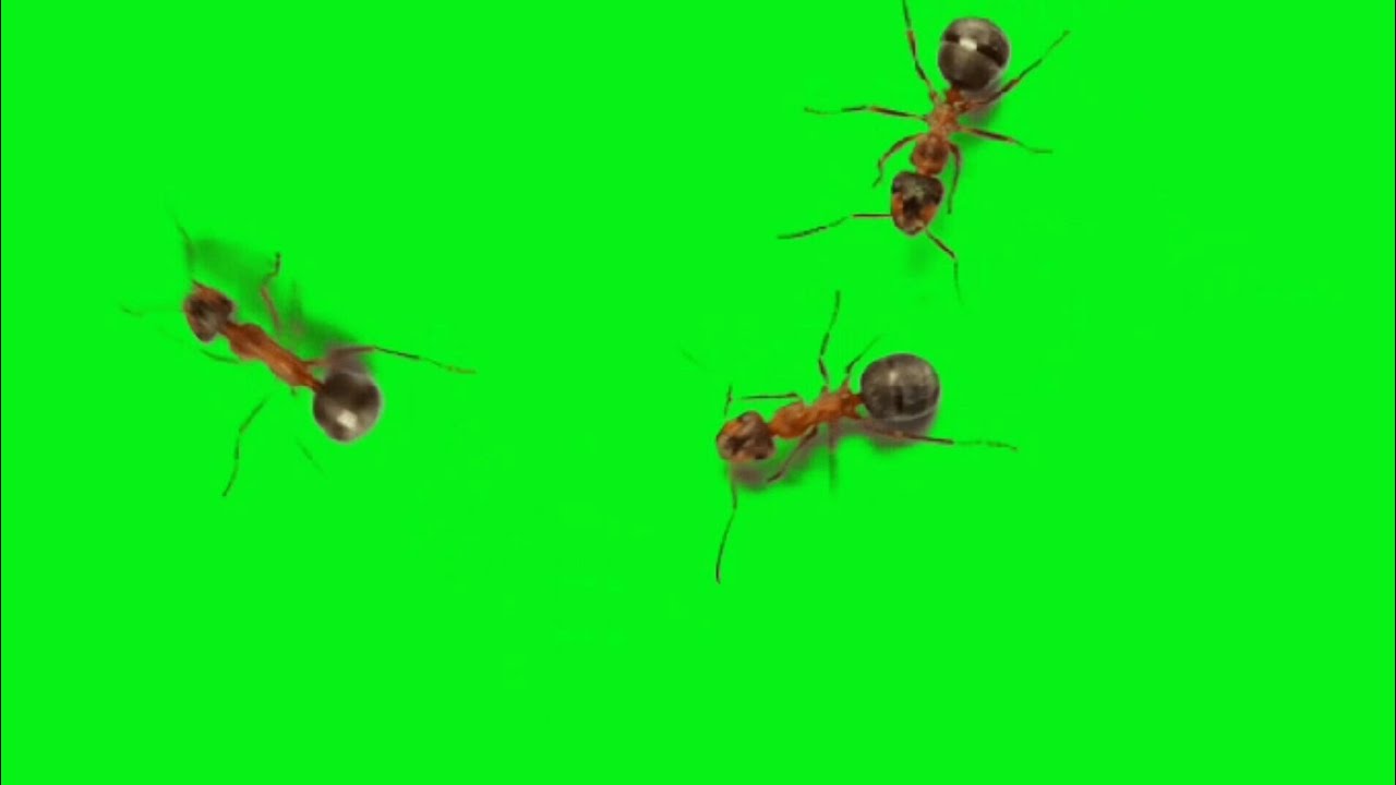 Ants on green screen effects footage HD - YouTube