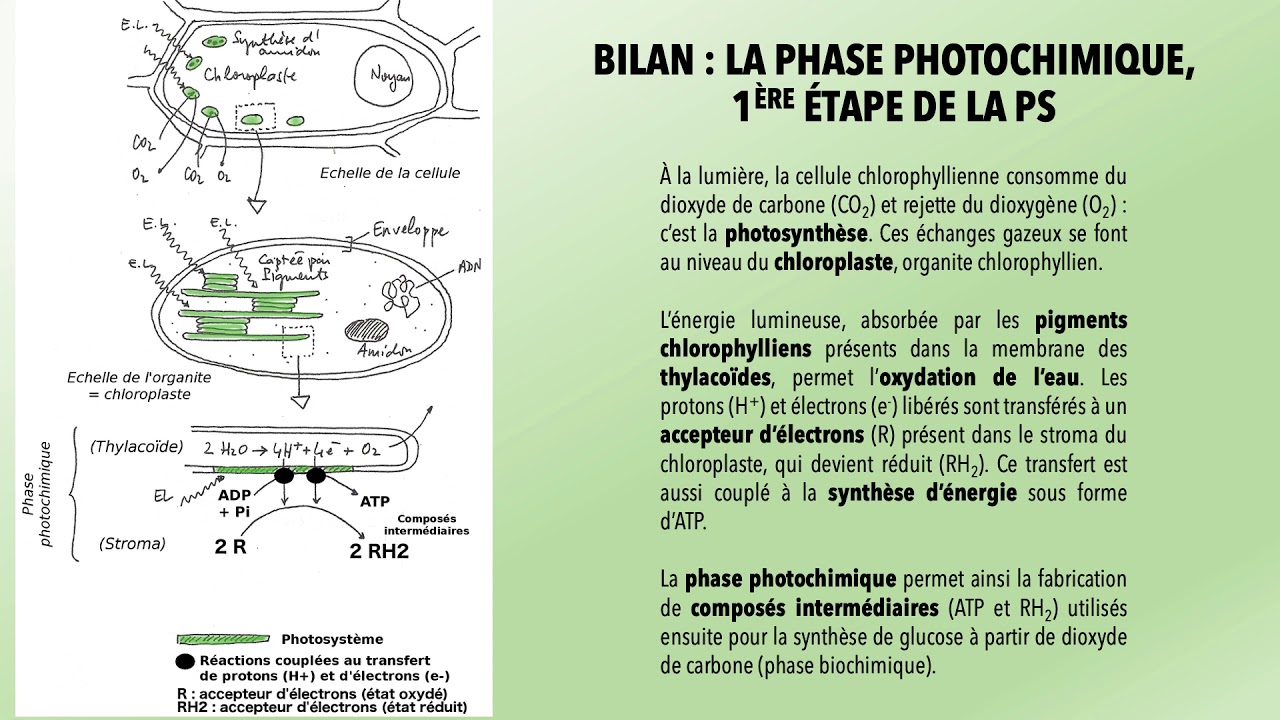 Photosynthèse - Schéma bilan de la phase photochimique - YouTube
