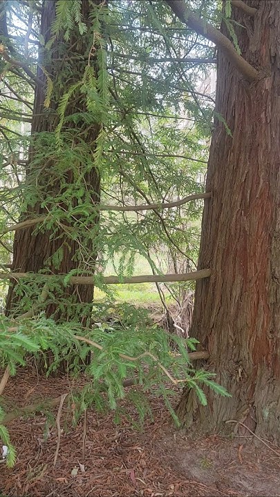 Things in the forest - YouTube