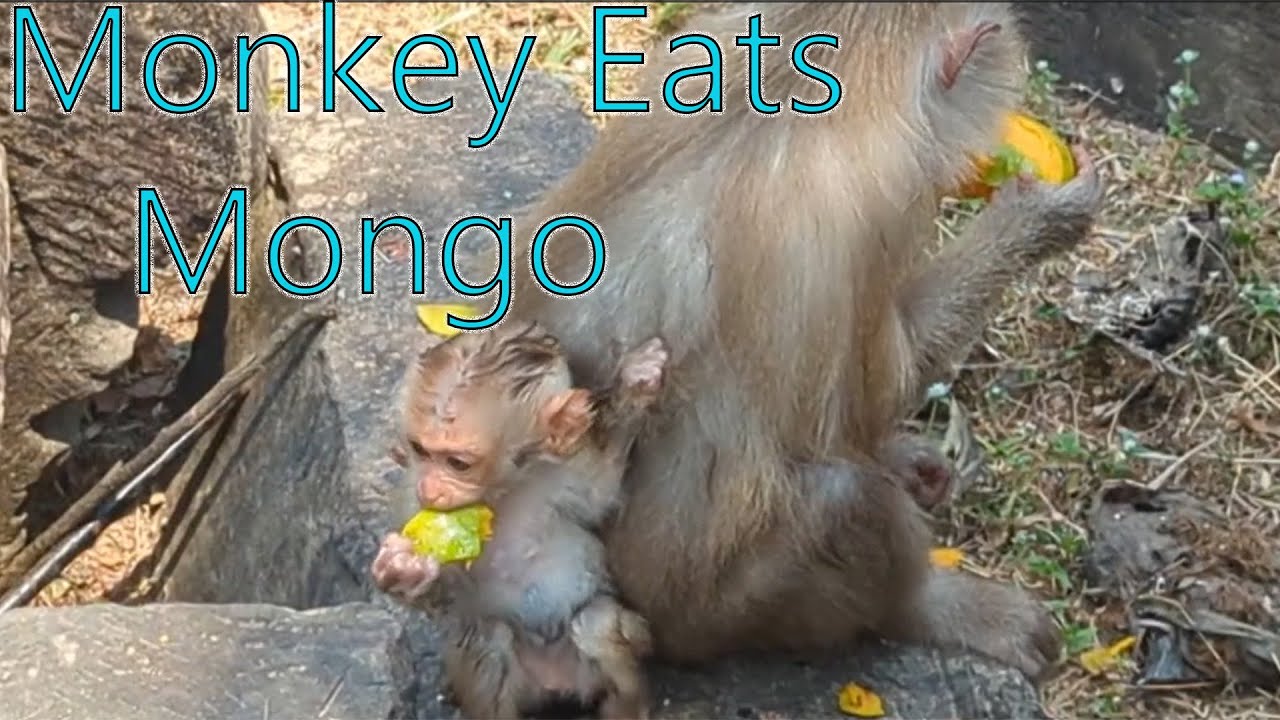Monkey Eats Mongo - YouTube