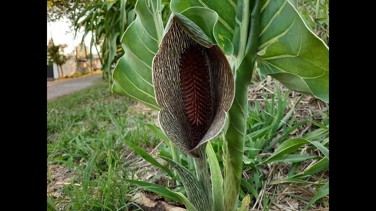 Synandrospadix vermitoxicus / flora argentina / Mata gusano / Mata vaca ...