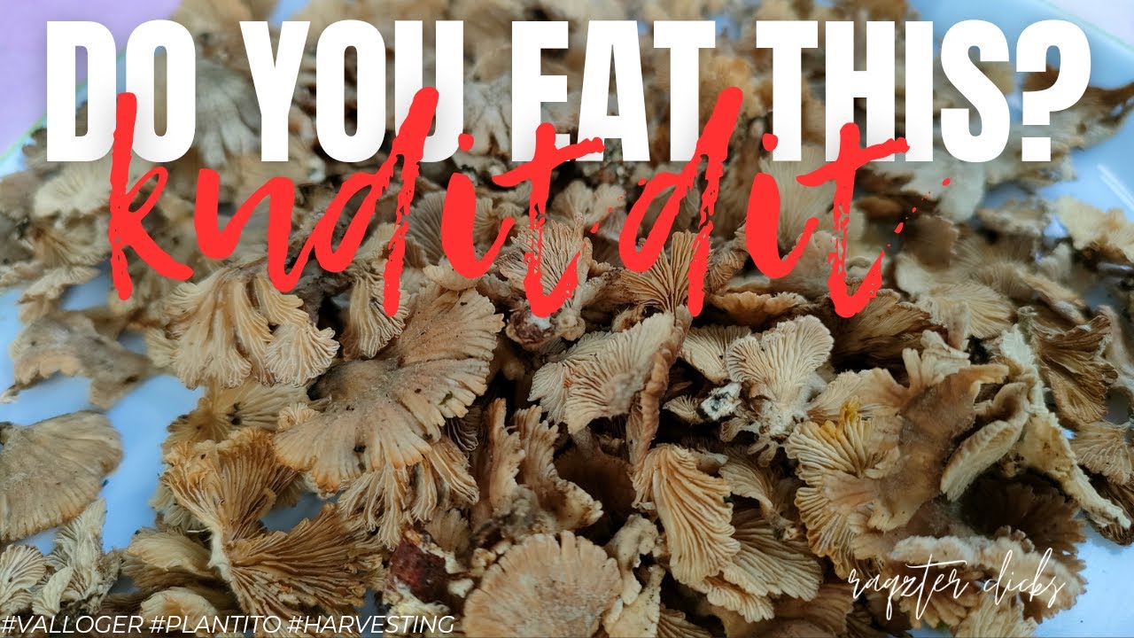 kuditdit kudet kudit bracket fungus tree ear fungus - YouTube
