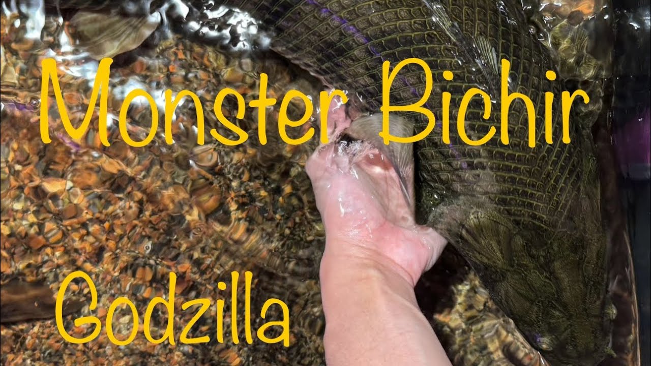 Godzilla 2.0 (Monster Polypterus congicus bichir) - YouTube