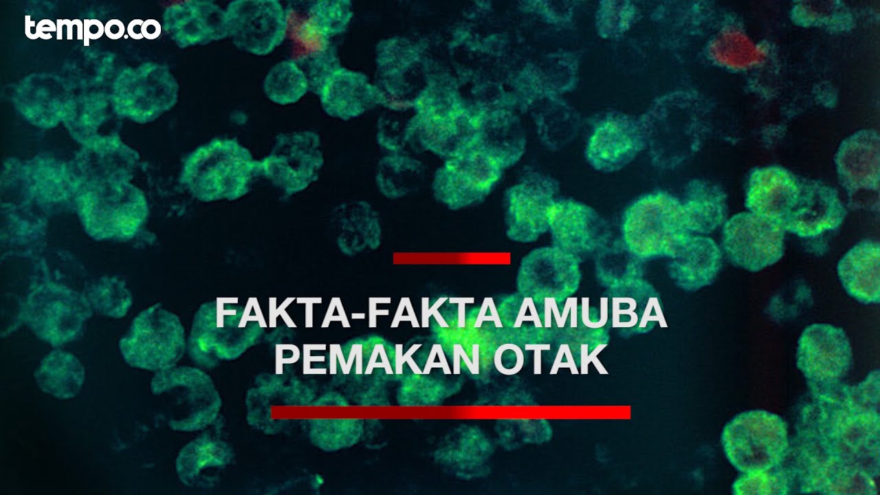 Fakta-Fakta Amuba Pemakan Otak yang Berisiko Menginfeksi Manusia - YouTube