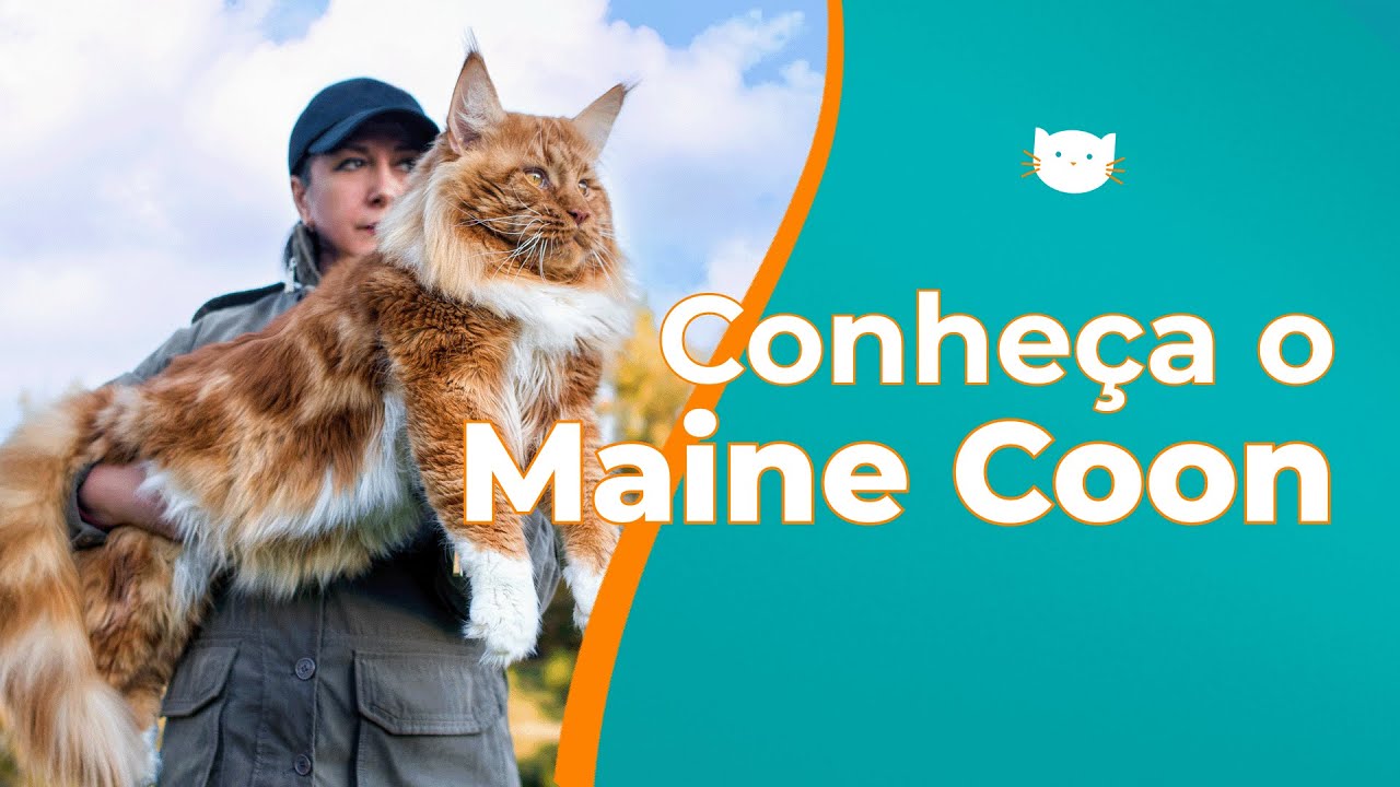 Maine Coon | O maior gato do mundo - YouTube