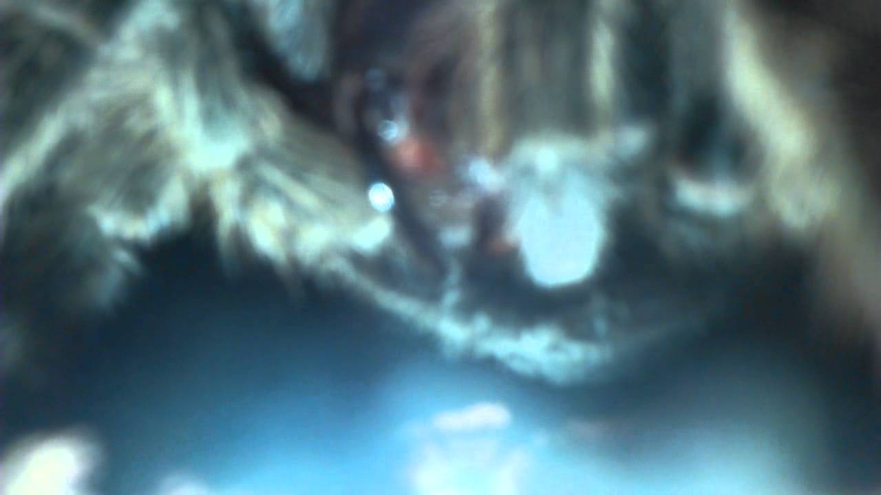 Grooming part 2 Rose hair tarantula - YouTube