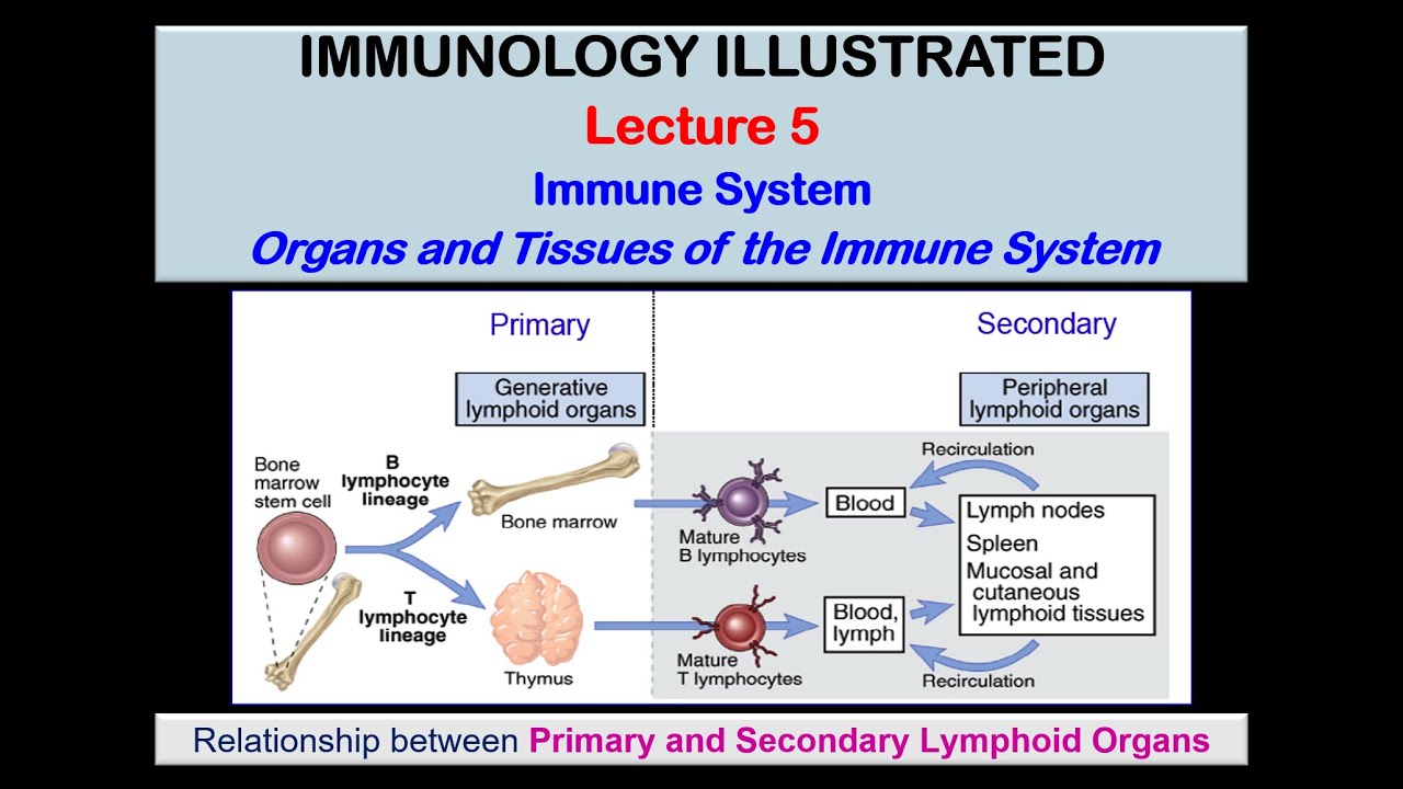 Immunology Illustrated Lecture -5- 2020 - YouTube