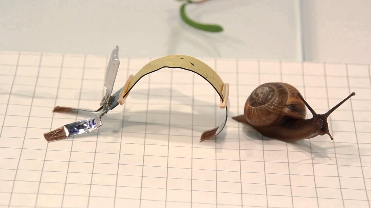 Nature vs Technology: Bioinspired robot races with its biological model ...