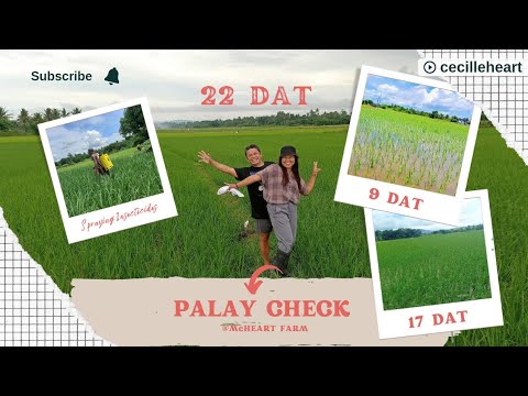 Palay Check | Hybrid Rice - YouTube