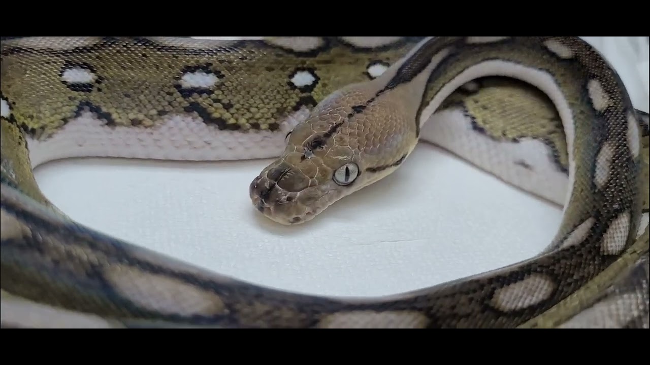 Motley Tiger Reticulated Python - YouTube