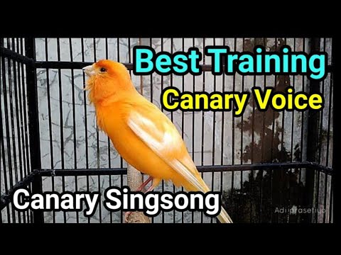 Most Beautiful Canary Bird Singing Song For Training Canaries - YouTube