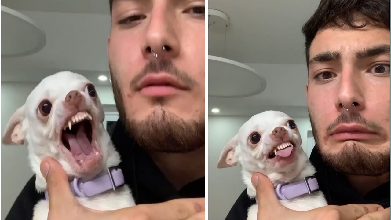🔥the most angry nikki chihuahua compilation। chihuahua dog #6। Fanny ...