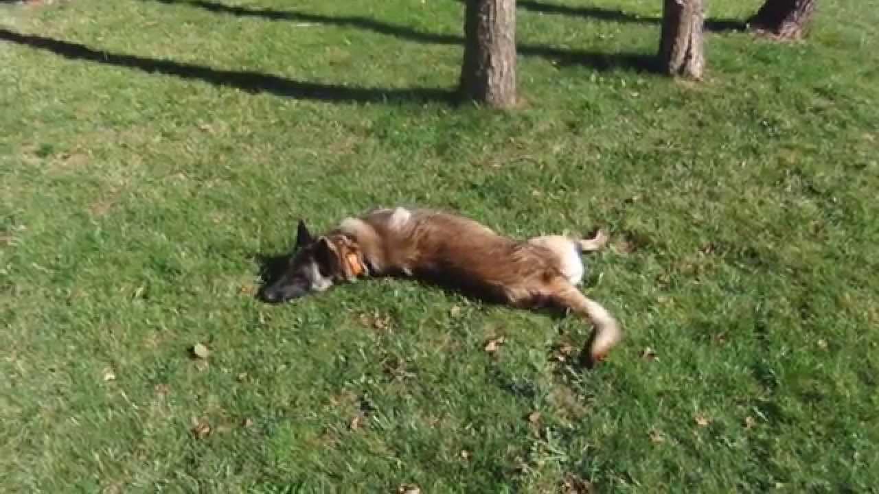 Belgian Malinois dog keeps rolling on his back in the grass! - YouTube