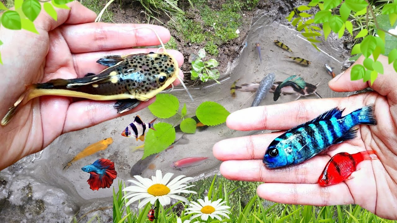 Amazing Video Of Catching Fish In Tiny Lake, Glofish, Guppyfish ...