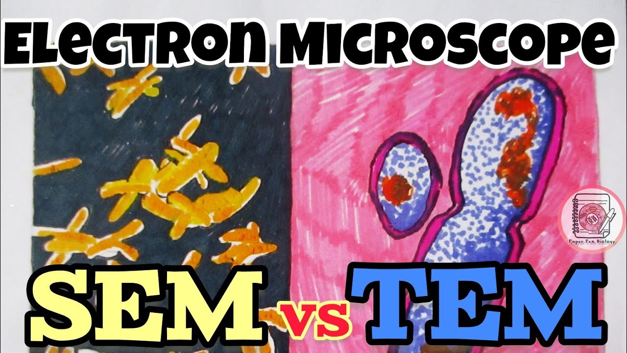 SEM vs TEM:Types of Electron Microscopy @paperpenbiology - YouTube