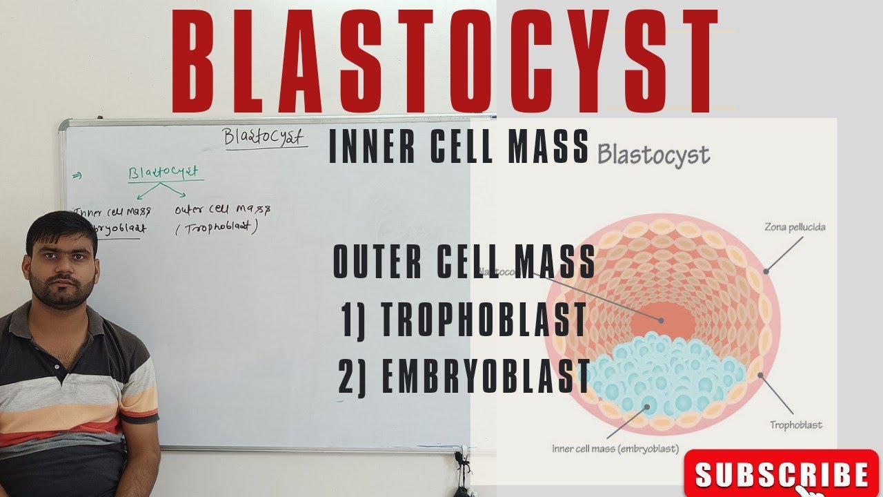 BLASTOCYST//TROPHOBLAST (OUTER CELL MASS) //EMBRYOBLAST(INNER CELL MASS ...