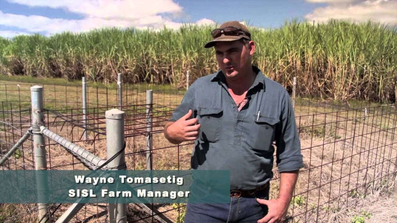 Feral Pig Control - YouTube