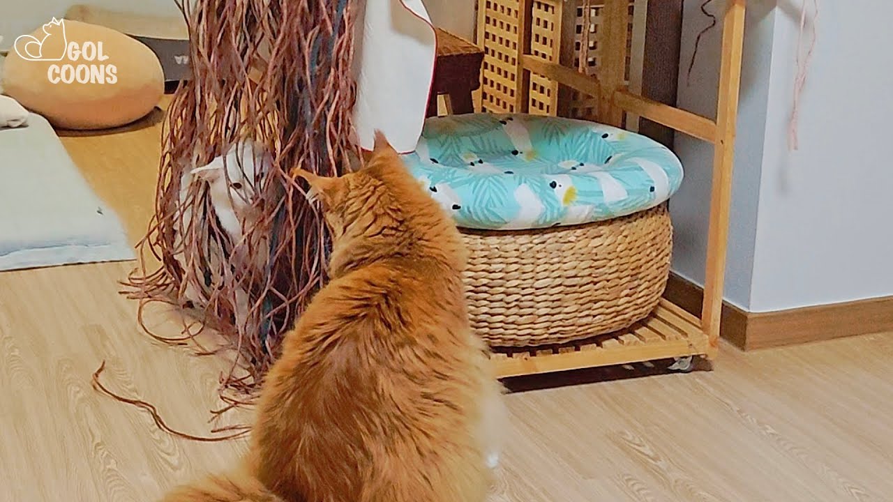 잼민이 시골쿤스 │ Maine Coon Cat │ 메인쿤 - YouTube