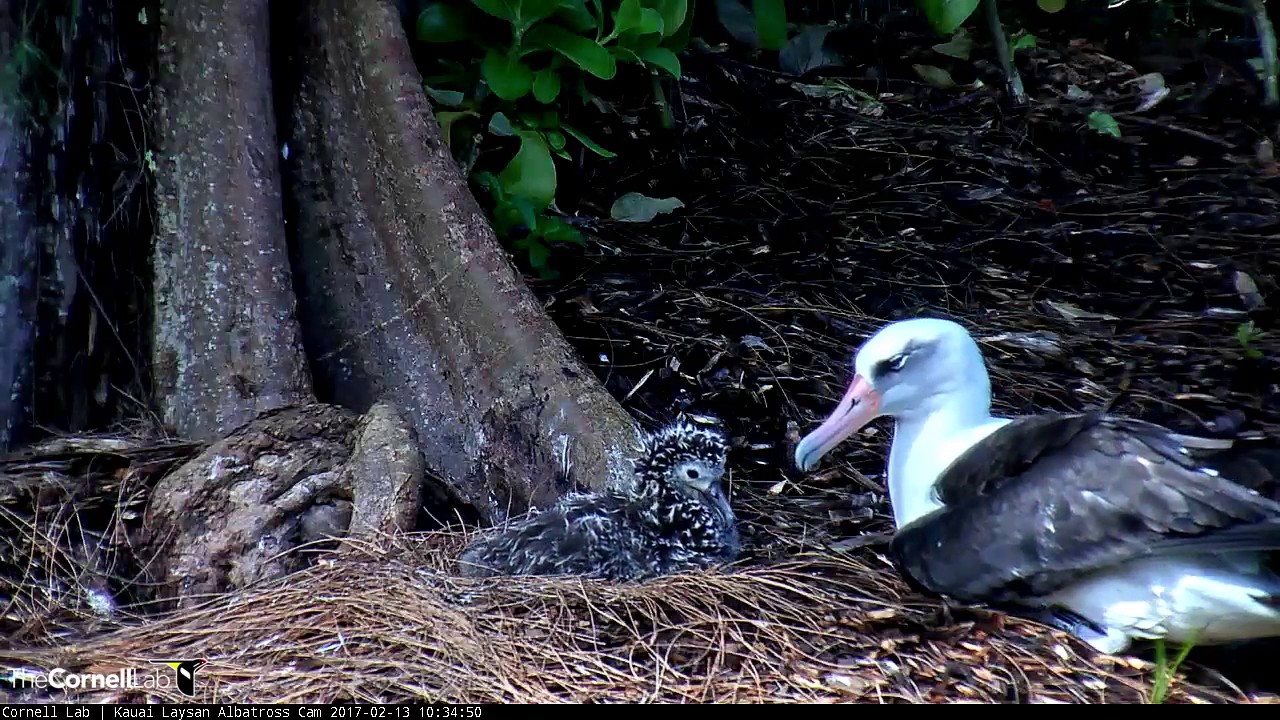 Kalama Flap Fest in the Nest – Feb. 13, 2017 - YouTube