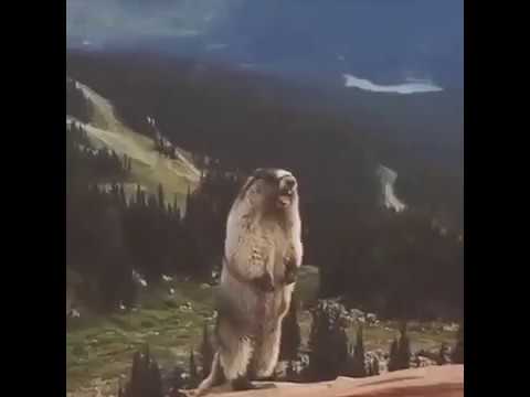 Screaming bear ?? - YouTube