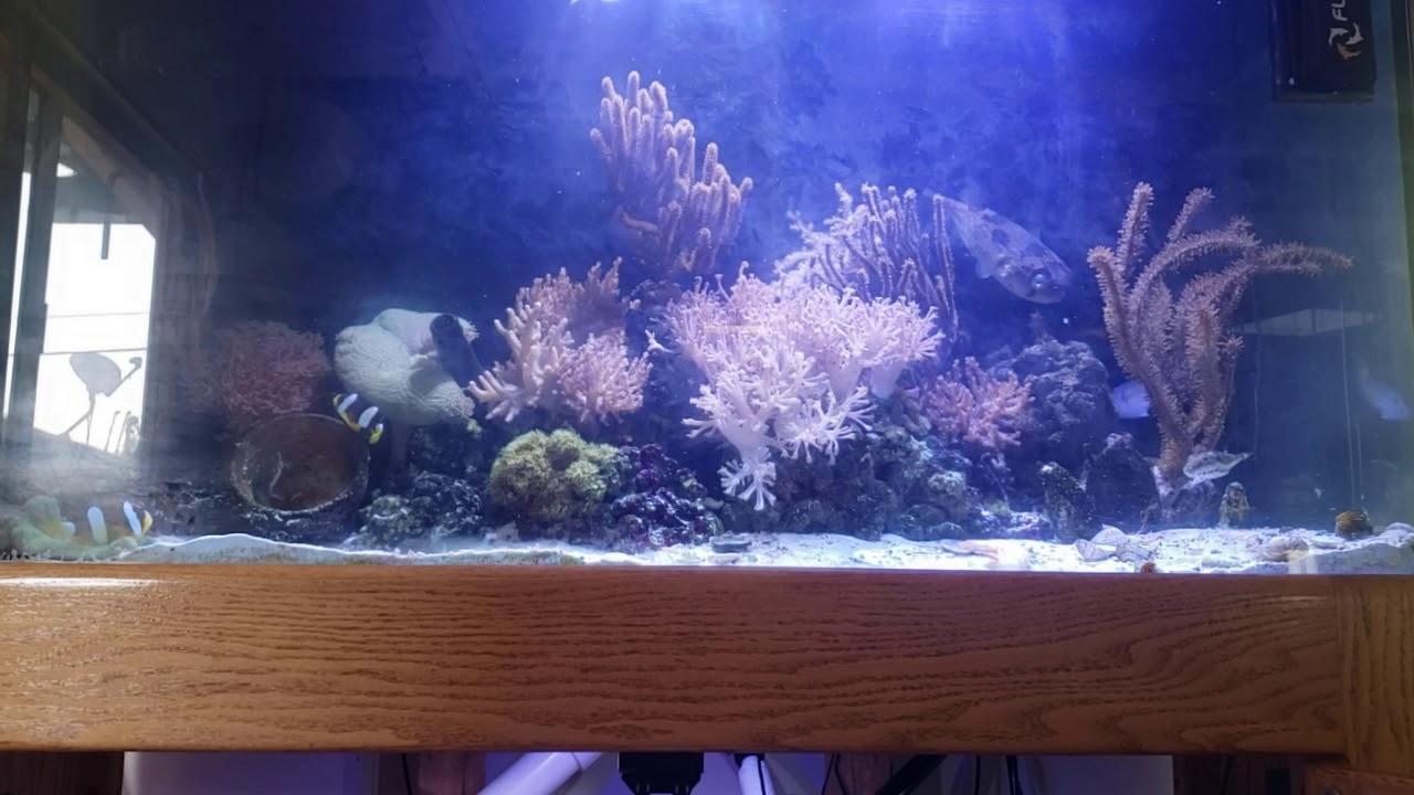 7 minutes of awful fish feeding - YouTube