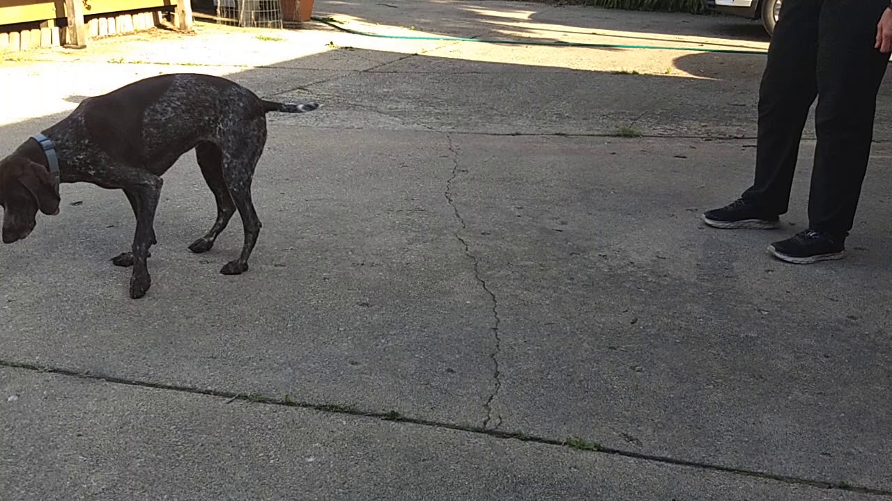 Combo, collar grab, name recognition, beginning recall - YouTube