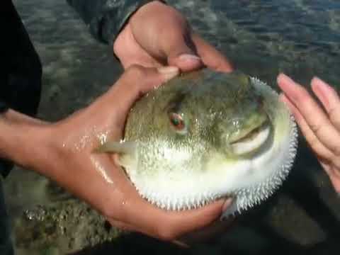 pufar fish narara tapu, pirotan tapu, positra tapu - YouTube