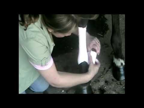 Cool Cast/Gel Cast for injured tendon or ligament on a horse's leg ...