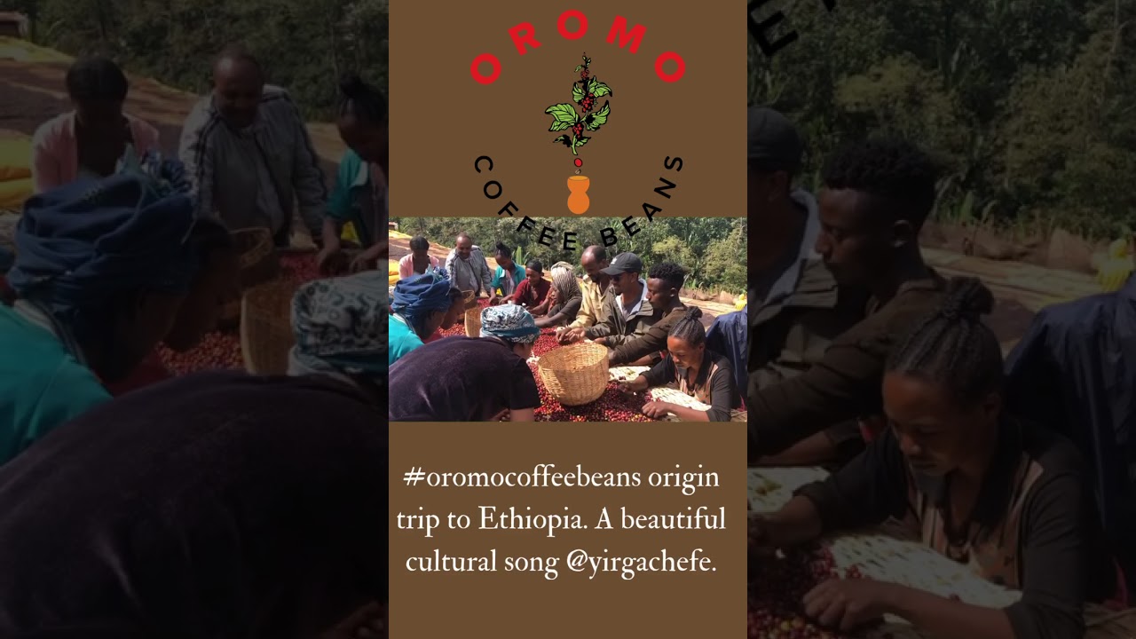 Oromo Coffee Beans on a coffee origin trip 2019 - YouTube