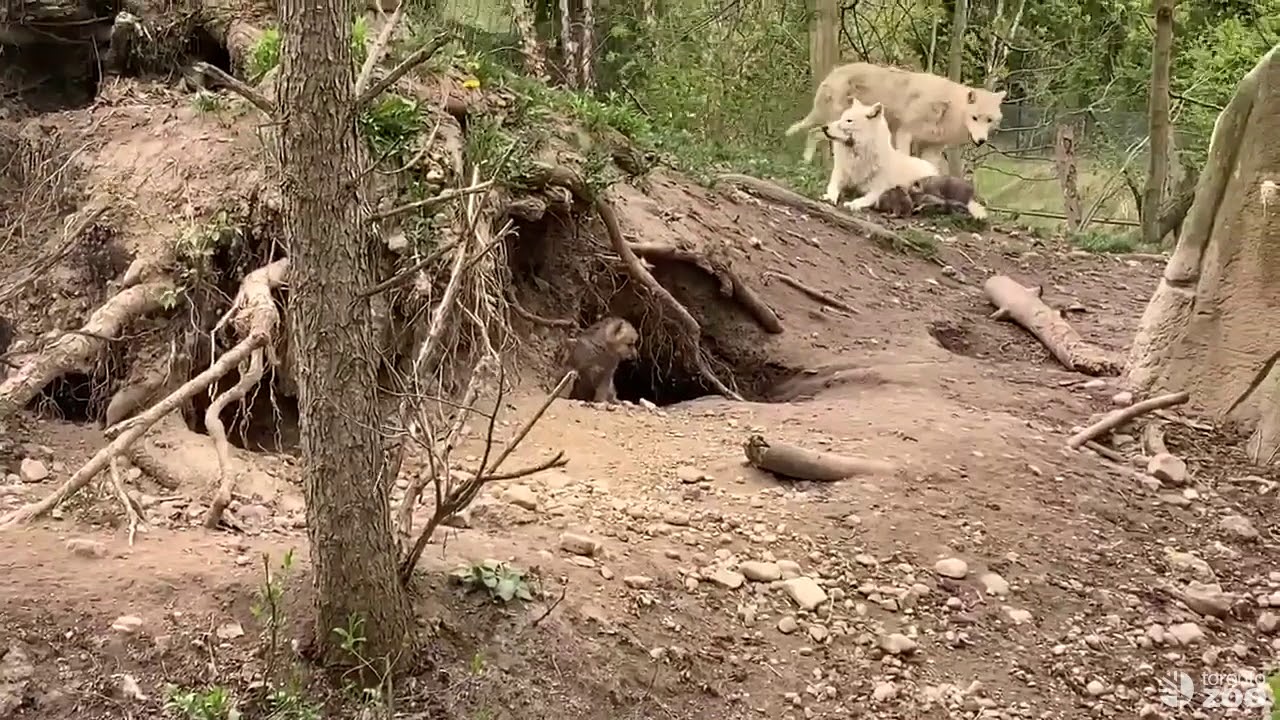 Arctic Wolf Pups Exploring And Nursing - YouTube