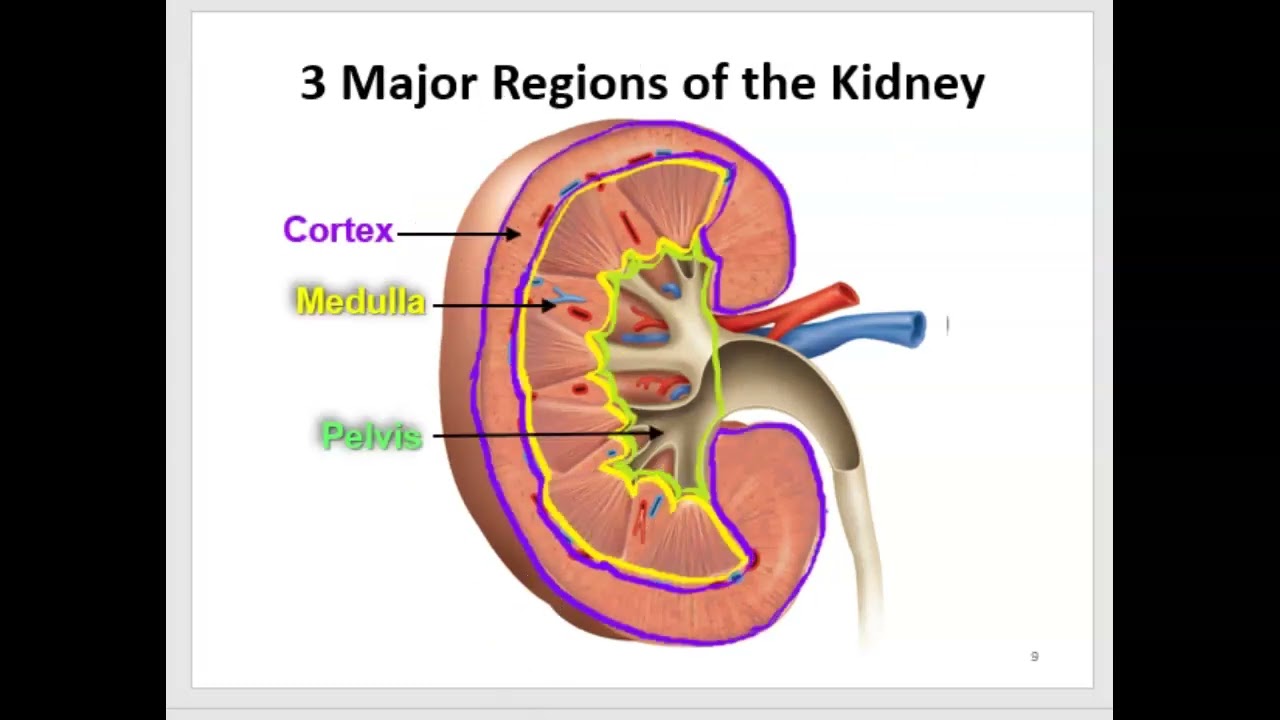 Introduction to the Urinary System: Gross Anatomy & Function - YouTube