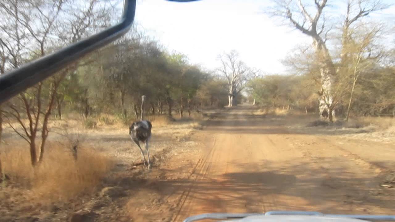 Course poursuite avec une autruche! - YouTube