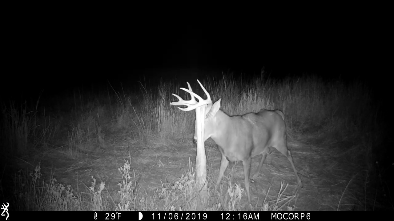 Browning Trail Cameras - Whitetail Buck Rubbing on Post - YouTube