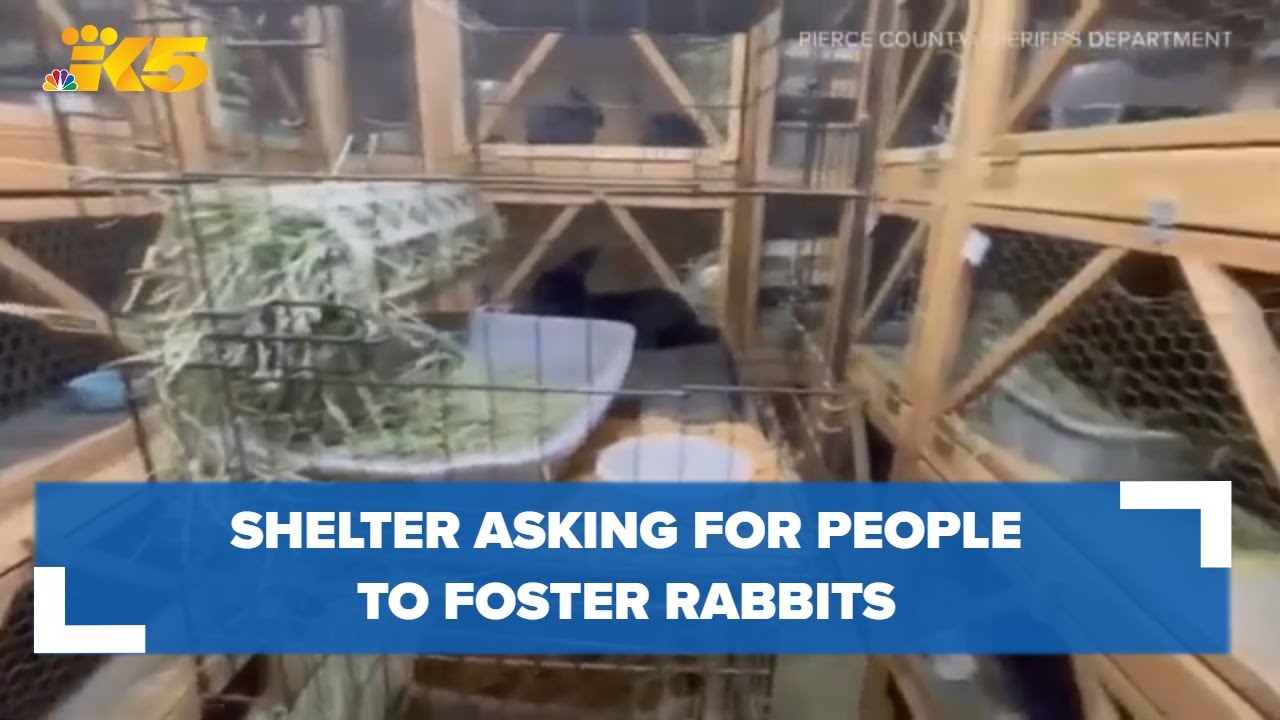 Over 200 rabbits confiscated from Puyallup home - YouTube