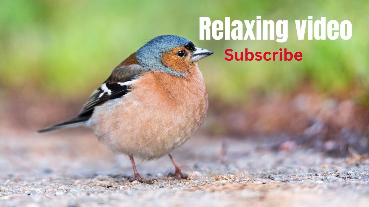 Relaxing Music|Yoga Music|Calm|Birds Sound|Mind Fresh Song|Peaceful ...