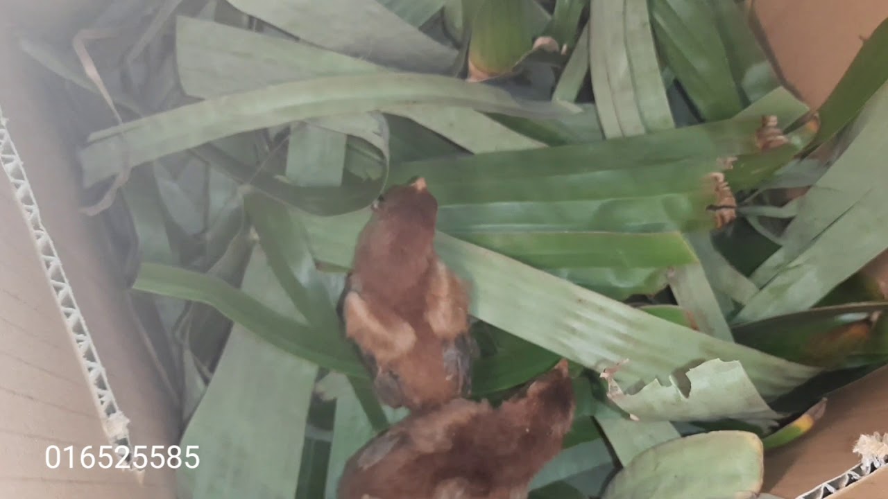 វិហារសួរចេញដំណើរ 7ng - YouTube